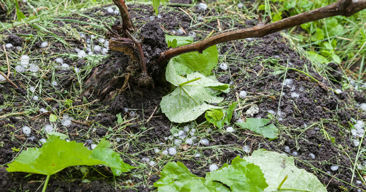 Farmers devastated after losing crops to hail damage