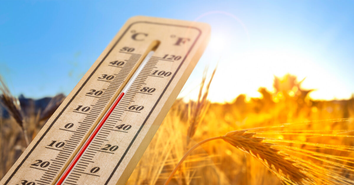 Impact of the heatwave on crops and livestock | Crawford…